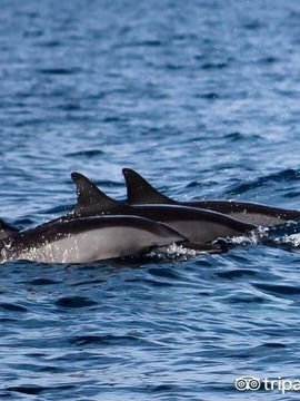 Dolphin Army_电视猫